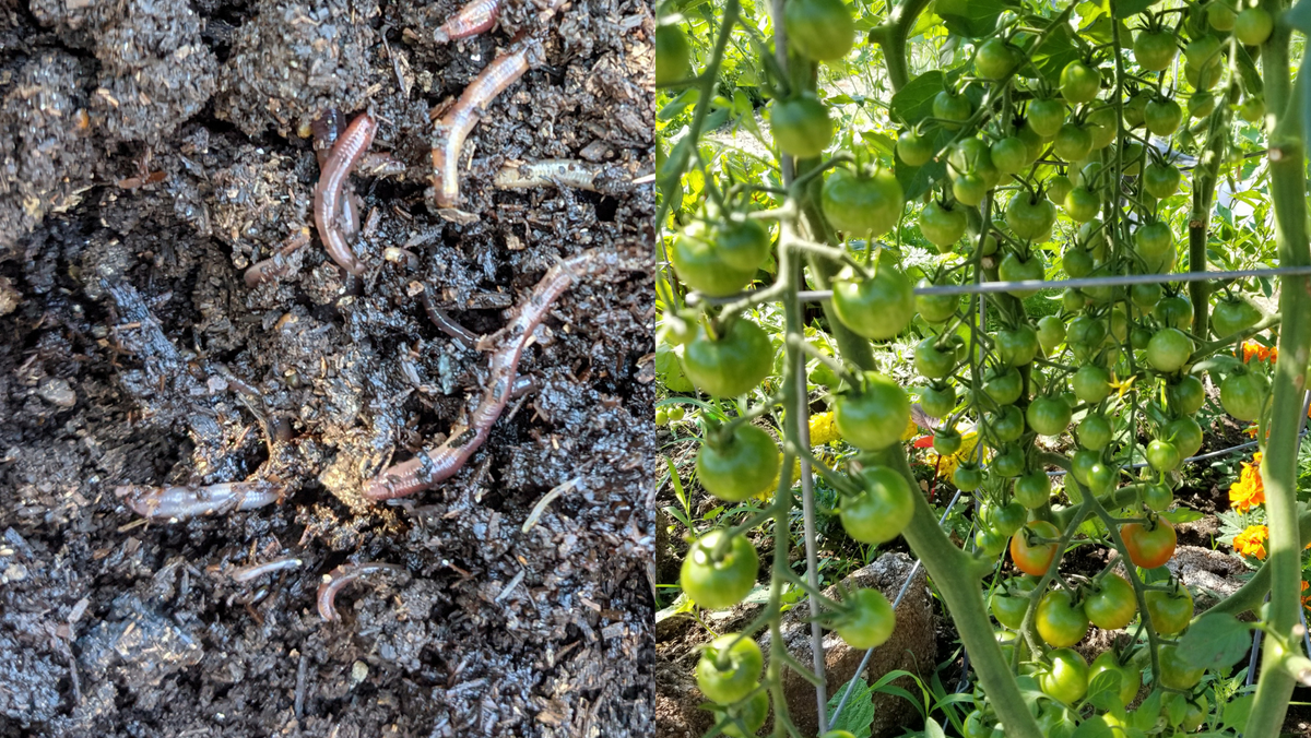 Use Your Spent Grow Block for Compost – Fat Moon Mushrooms