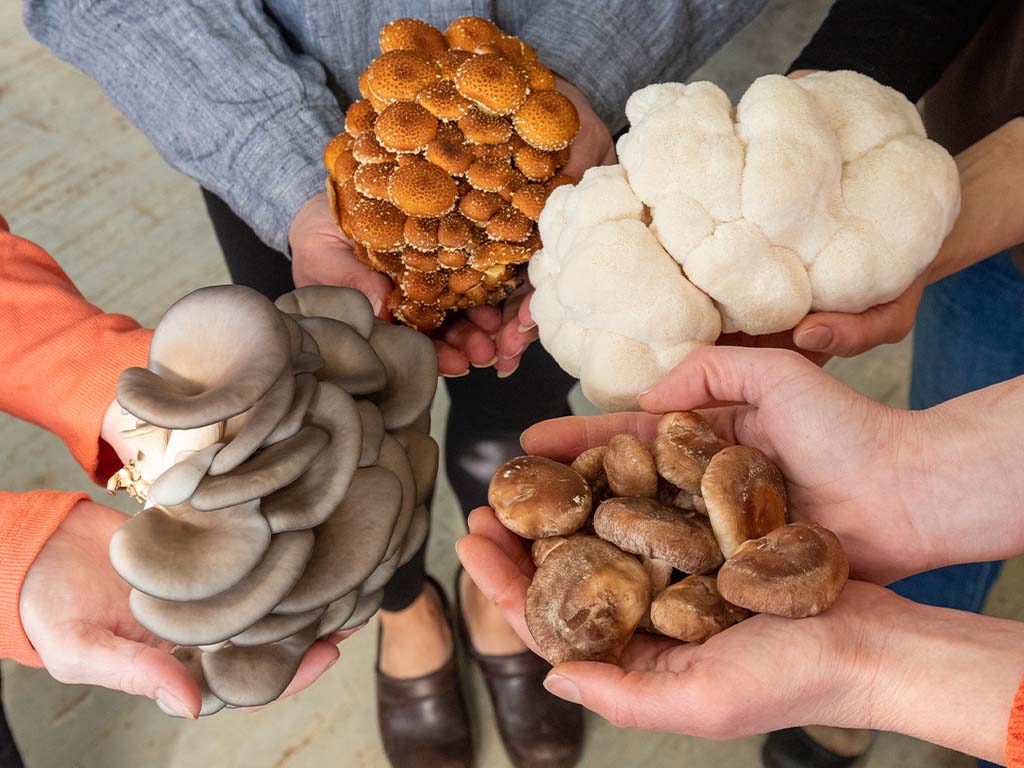 Thank you for Participating in our CSA! – Fat Moon Mushrooms