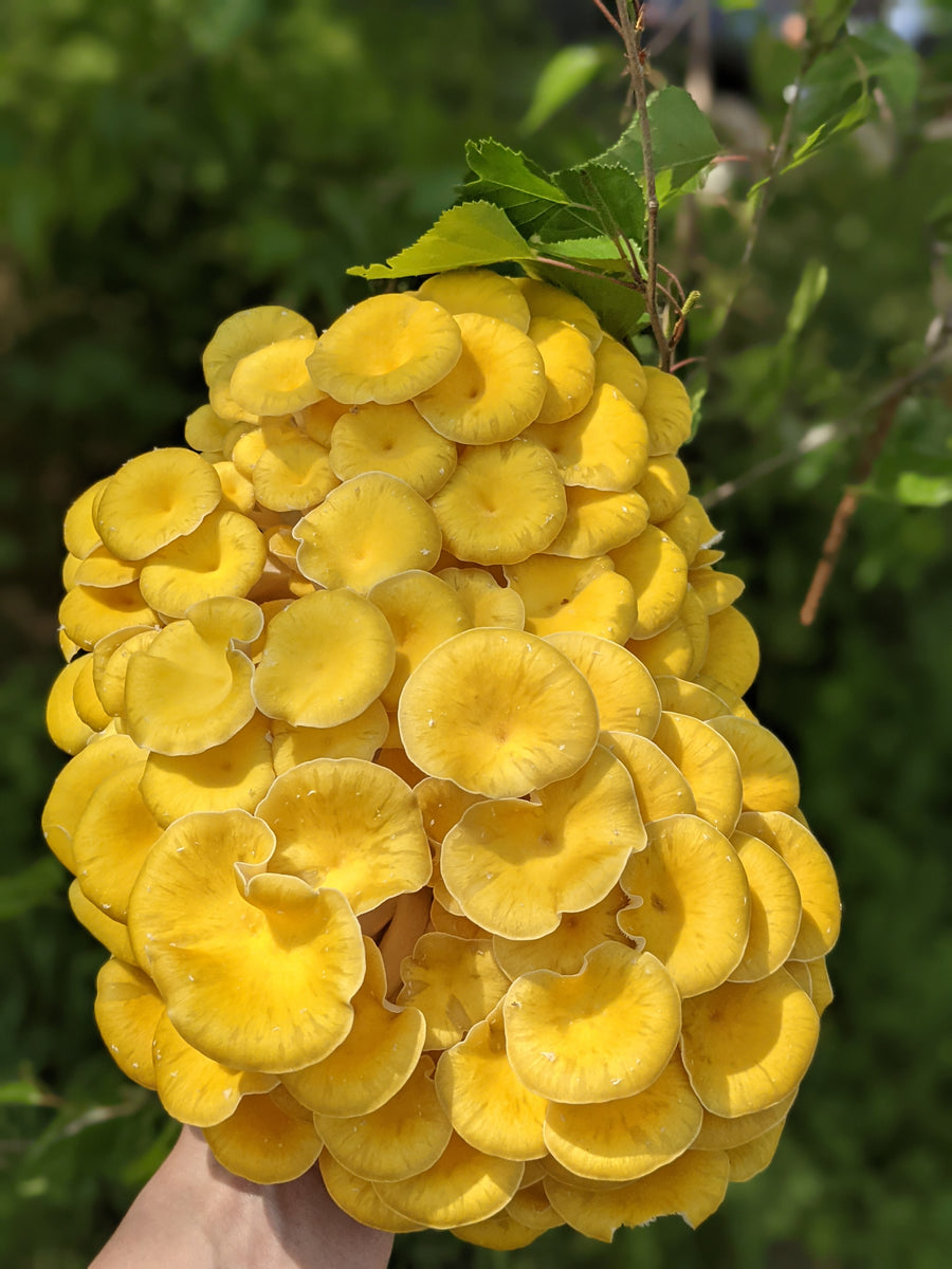 Easy Way to Boost Your Daily Vitamin D Intake – Fat Moon Mushrooms