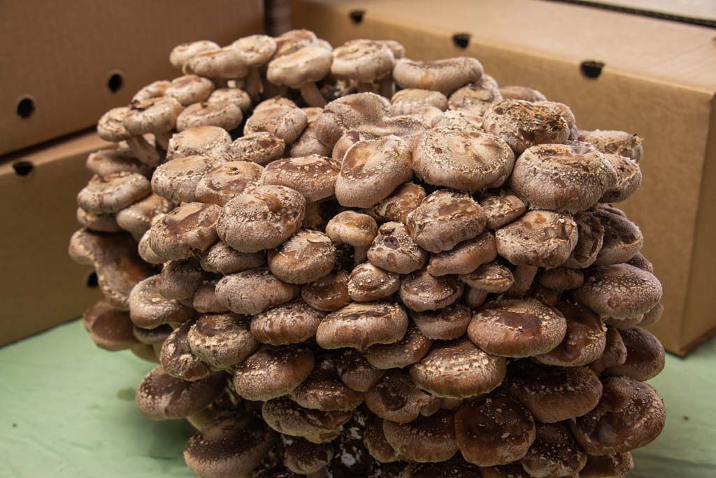 Grow Kit Packages – Fat Moon Mushrooms